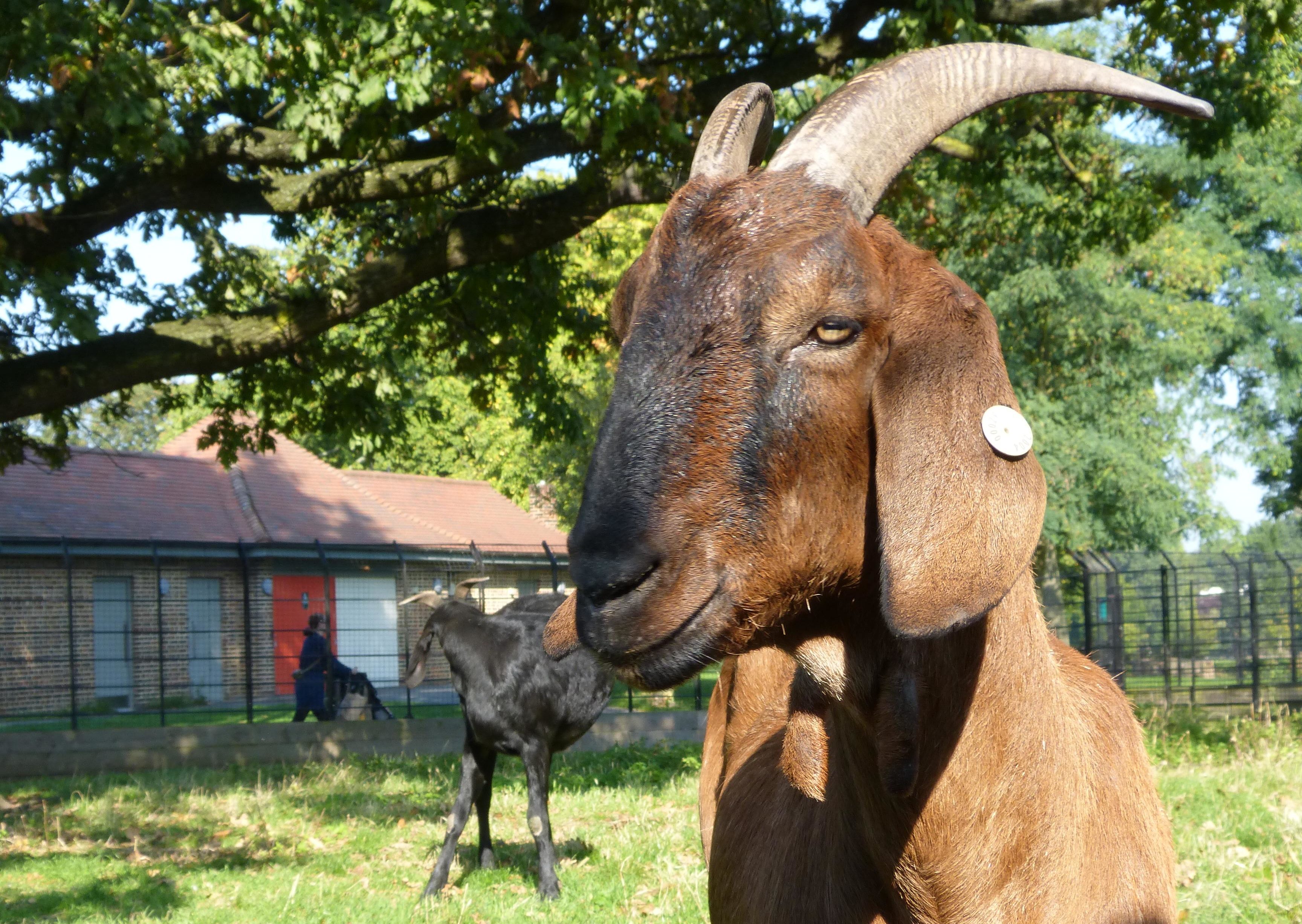 Dylan and Bob goats 2 – Hackney Citizen