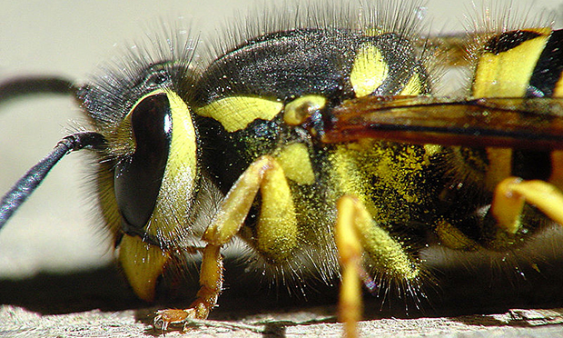 YellowJacketBee620 – Hackney Citizen