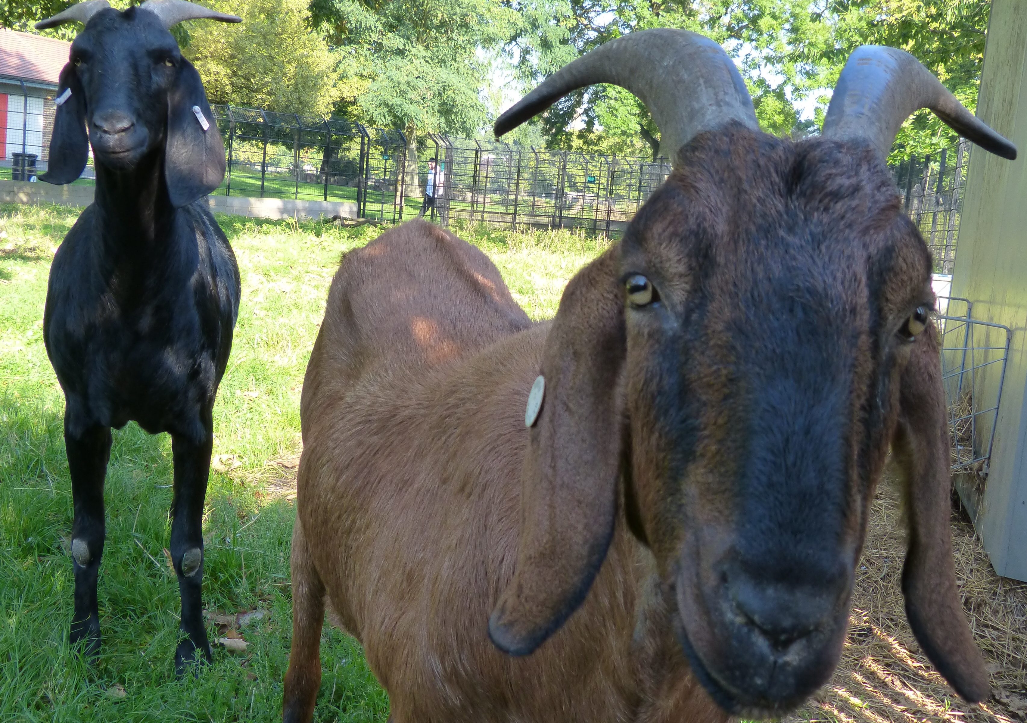Clissold Park goats Bob and Dylan put down after battle with arthritis ...