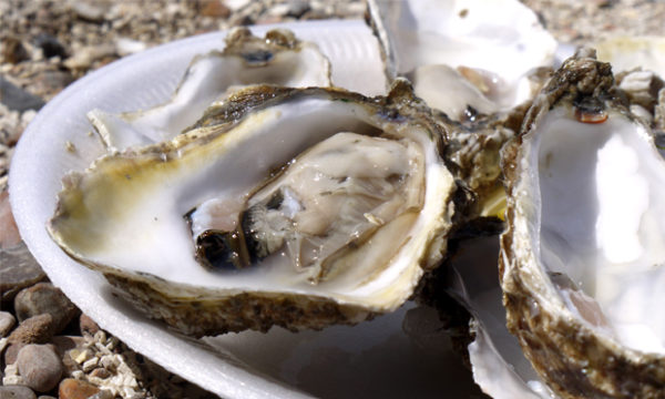 Travelling on an Oyster: history, biology and some local cooking tips ...